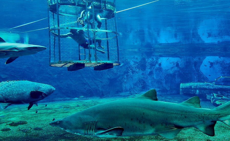 Sea Animal Encounters