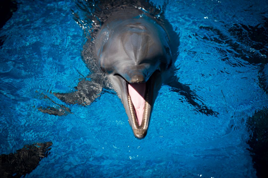Meet a Dolphin
