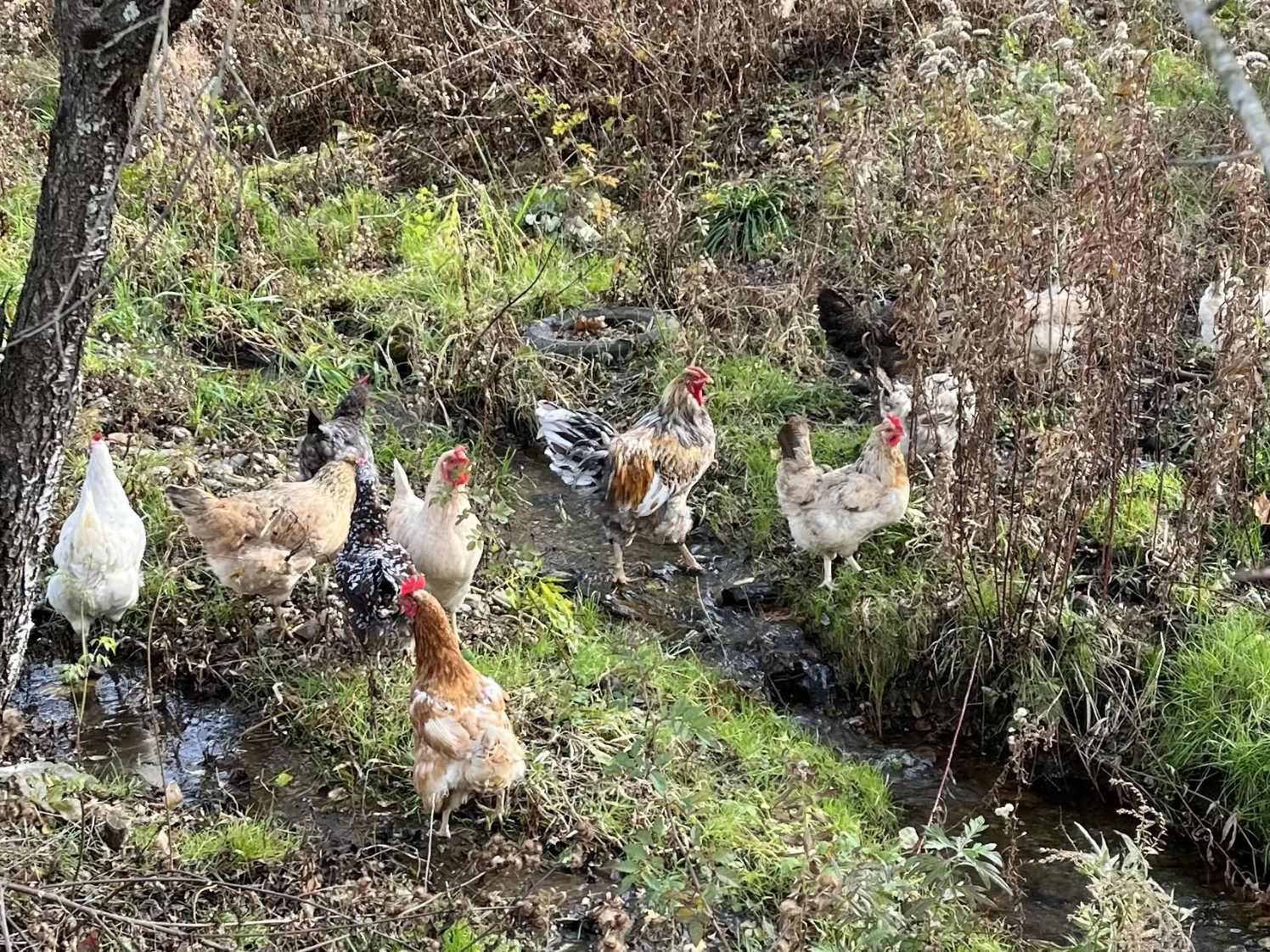 Our Family of Farm Animals