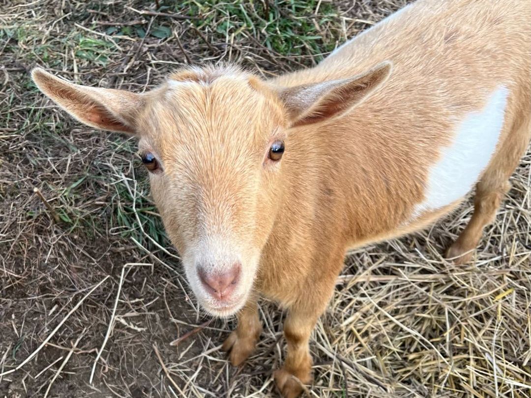 Our Family of Farm Animals
