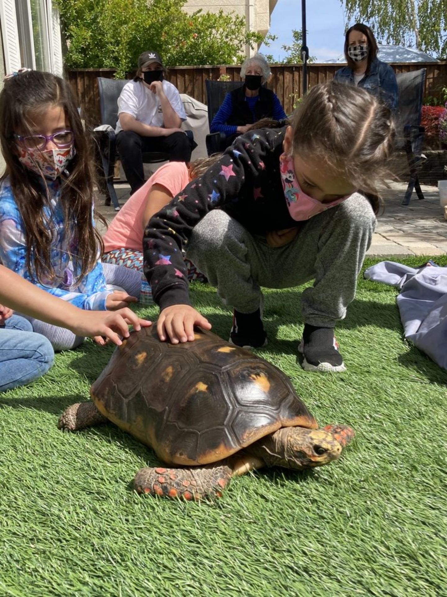 Our Reptiles - Reptile Shows in San Francisco, CA | Lizard Lady Reptiles