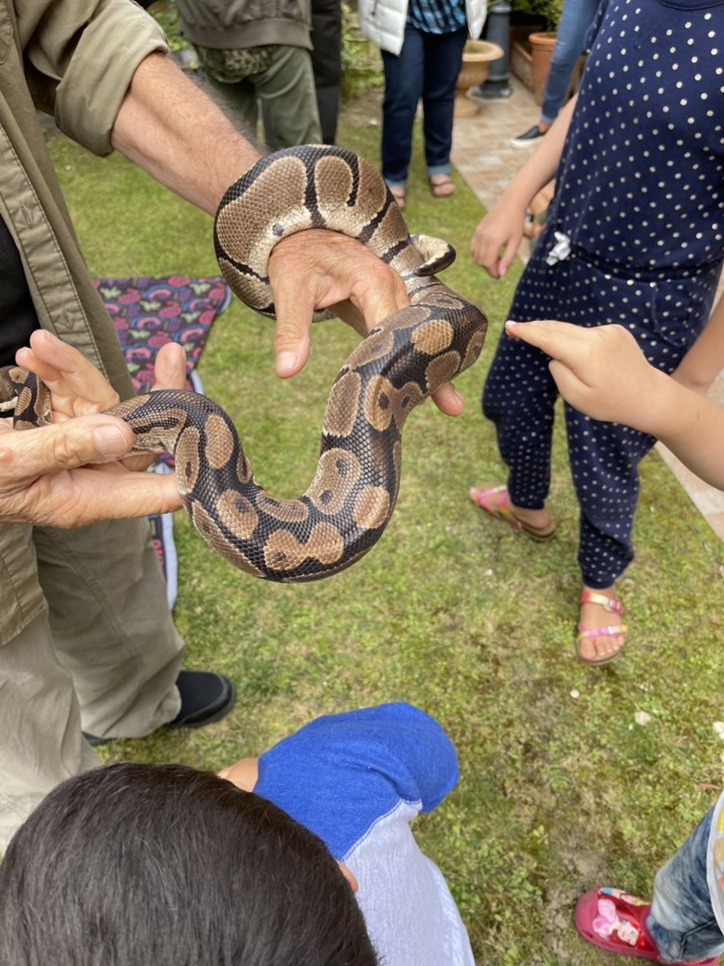 Our Reptiles - Reptile Shows in San Francisco, CA | Lizard Lady Reptiles