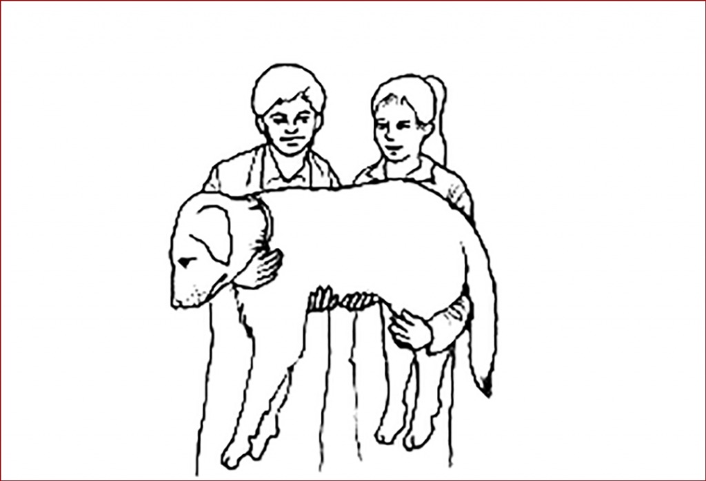 Handling and Control when Rescuing Dogs
