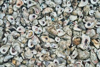 NC Shellfish Growers