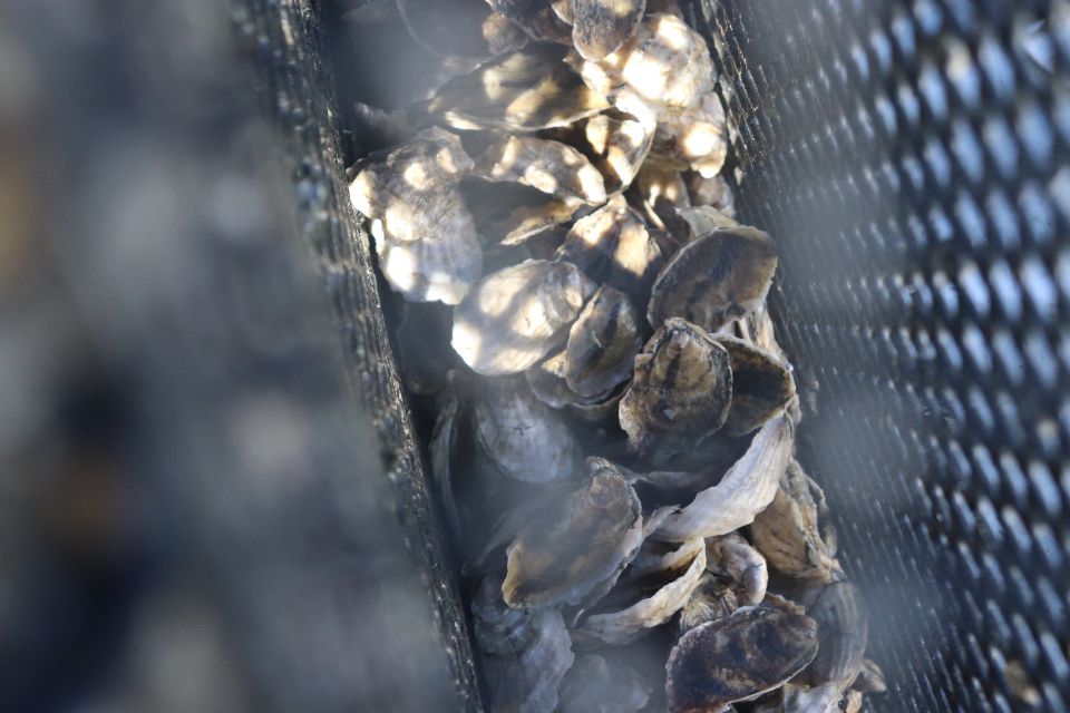 NC Shellfish Growers